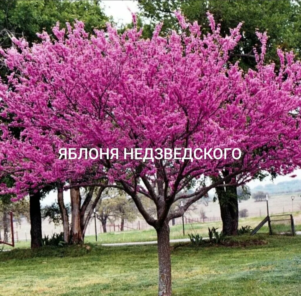 Fidan yetiştiriciliği Деметра, Krasnodarski krayı, foto