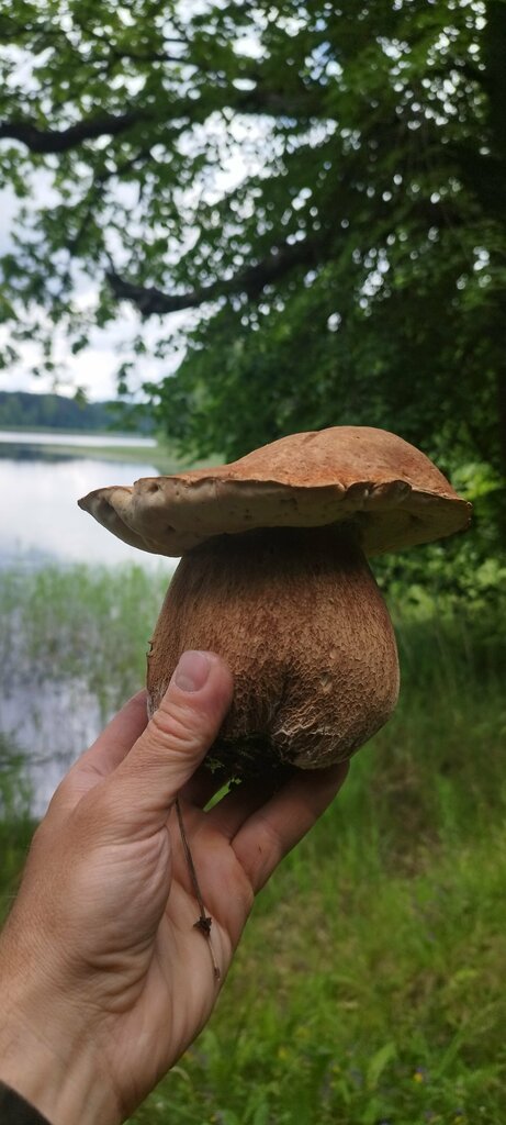 Doğa koruma alanı памятник природы регионального значения Острова Журавка, Малая Журавка, Tverskaya oblastı, foto