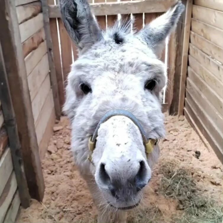 At ve binicilik kulüpleri Томское Ранчо, Tomskaya oblastı, foto