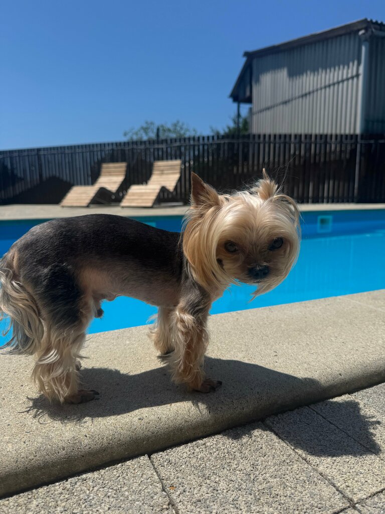 Evcil hayvan kuaförleri Груминг салон Пушистая Мята, Krasnodarski krayı, foto