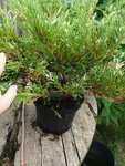 Дивный сад (Parkovaya ulitsa No:13, derevnya Sorochino), fidan yetiştiriciliği  Mogiliovskaya oblastından