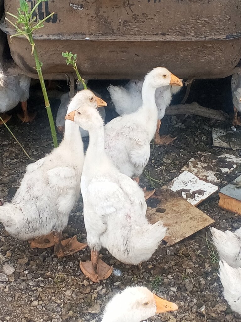 Tarım ürünleri firmaları Вурнарец гуси, Çuvaşya, foto