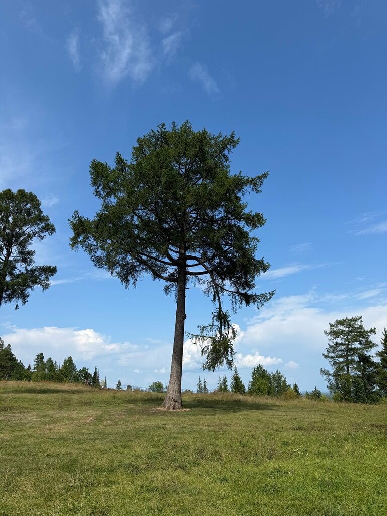 Doğa 250-летняя лиственница, Sarapul, foto