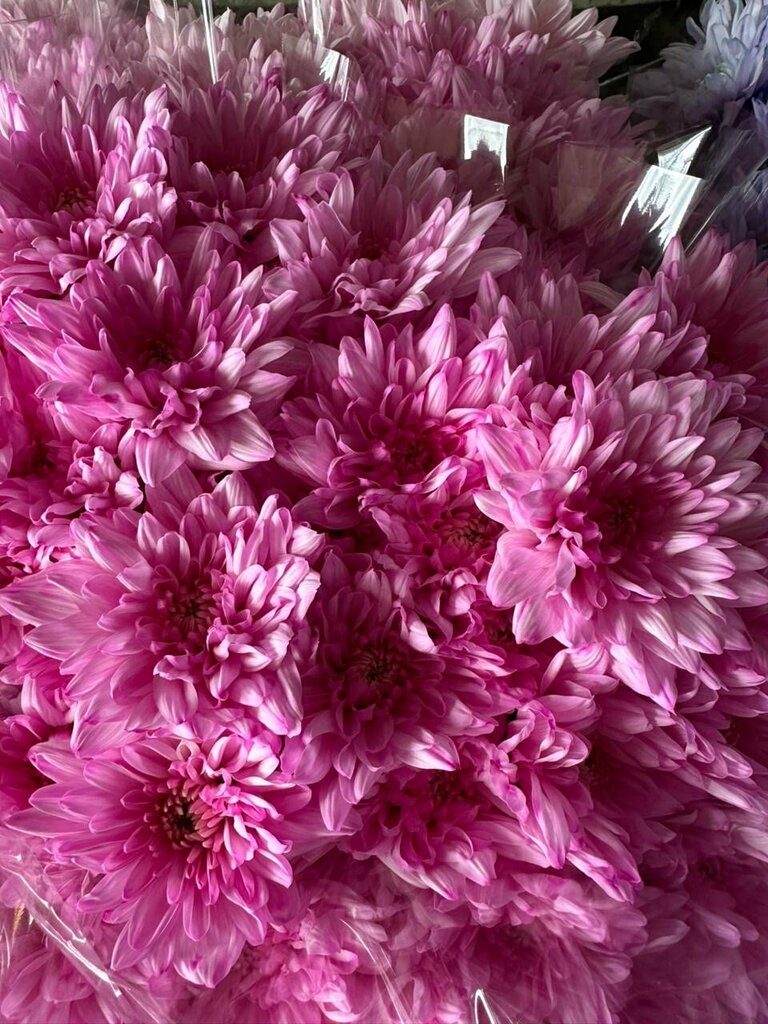 Çiçekçiler Лидира, Sevastopol, foto