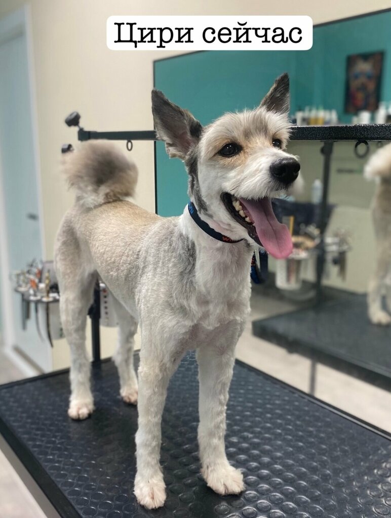 Evcil hayvan kuaförleri Аура грум, Sosnoviy Bor, foto