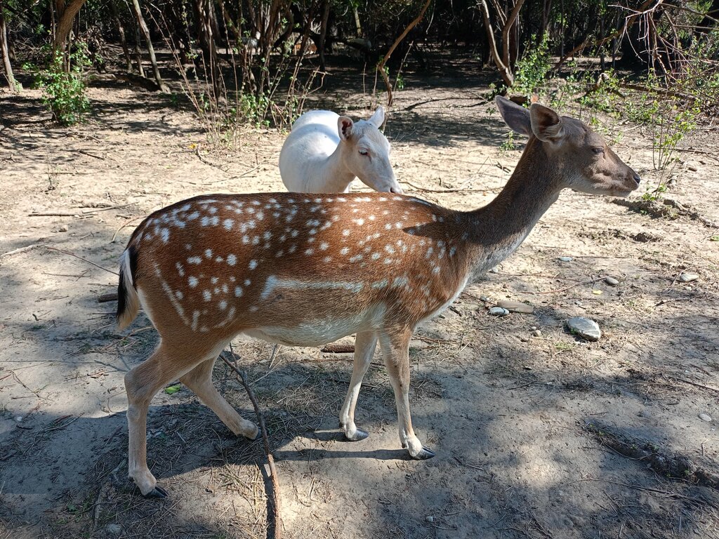 Hayvan muhafazaları Европейская лань, Krasnodarski krayı, foto