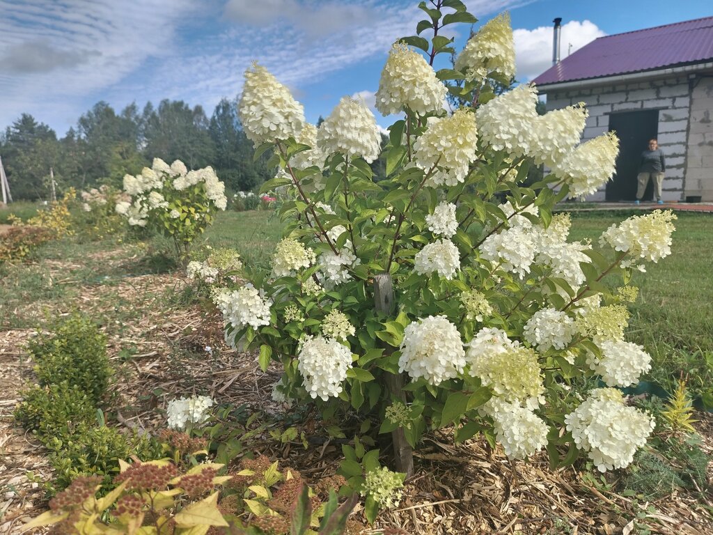Fidan yetiştiriciliği Сады Петербурга, Saint‑Petersburg ve Leningradskaya oblastı, foto