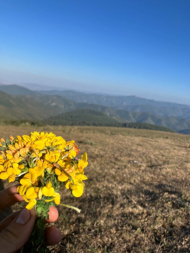 Dağ zirvesi Srbasar, Tavuş, foto