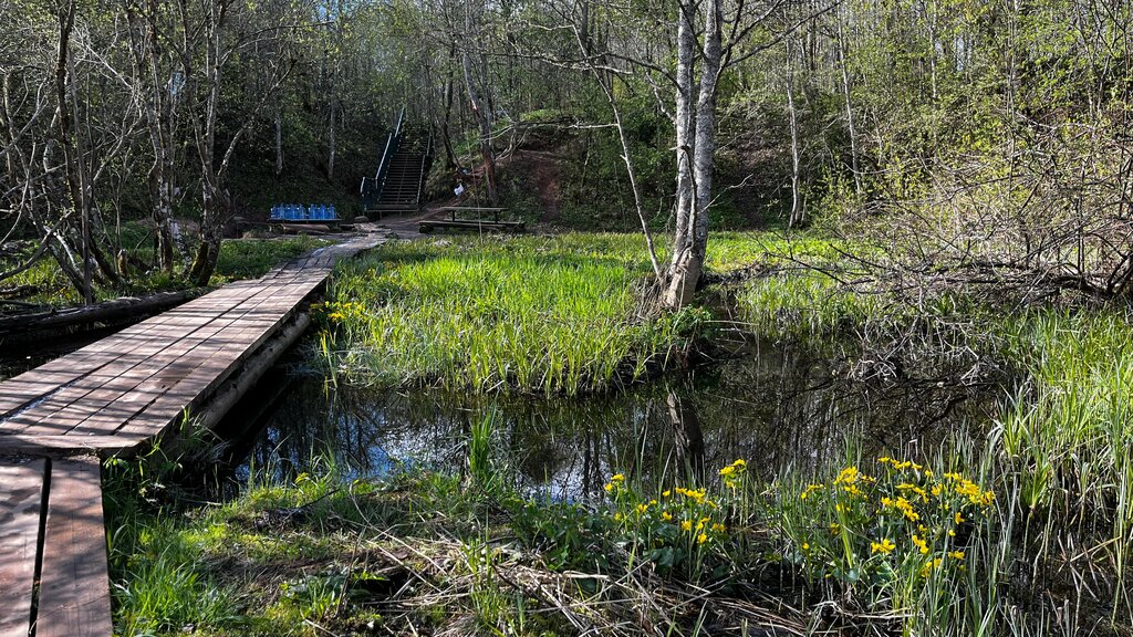 Pınar, çay Spring, stream, Saint‑Petersburg ve Leningradskaya oblastı, foto