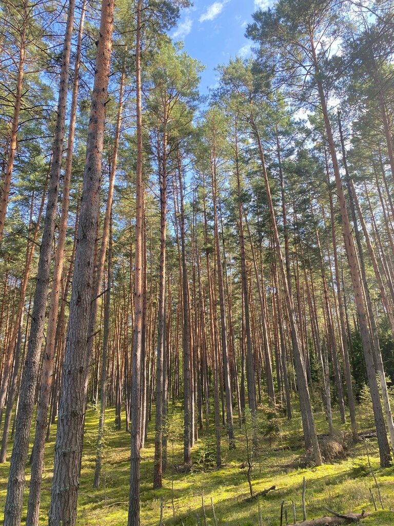 Piknik alanı Туристическая стоянка, Kalujskaya oblastı, foto