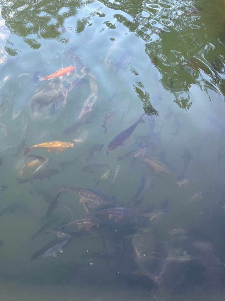 Restoran Aya_gurkavakalabalık, Döşemealtı, foto