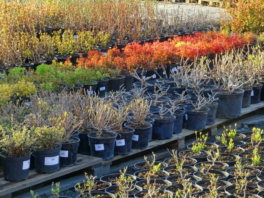 Sera ve bahçe ürünleri Клюквины, Habarovsk, foto