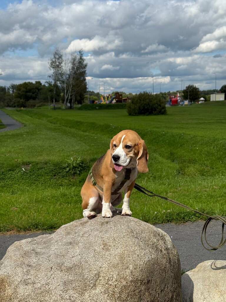 Evcil hayvan yetiştiricileri Питомник биглей Version, Moskova, foto