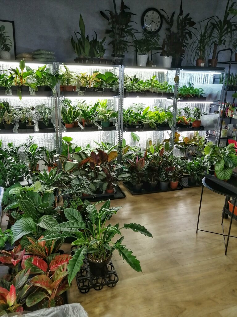 Çiçekçiler Asm_plants, Irkutsk, foto