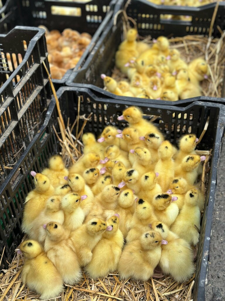 Hayvancılık Живая птица, Brianskaya oblastı, foto