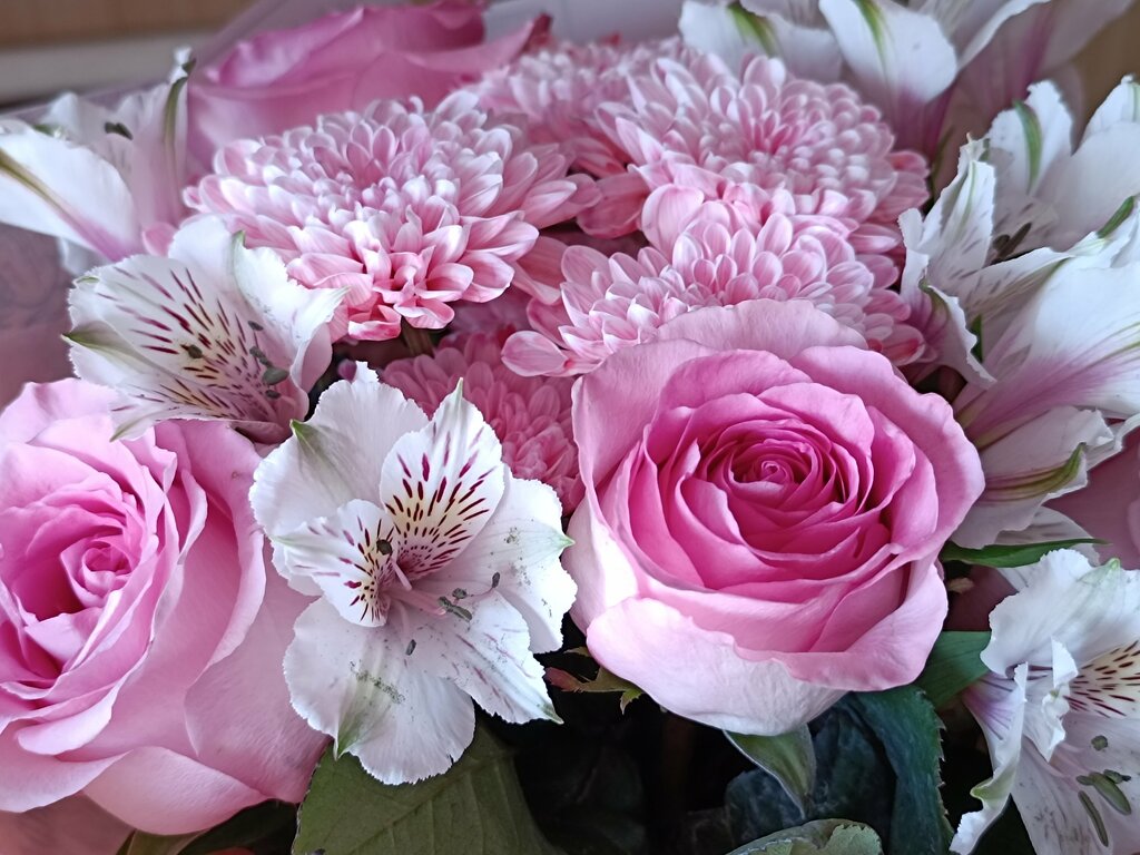 Çiçekçiler Флора, Kamenka, foto