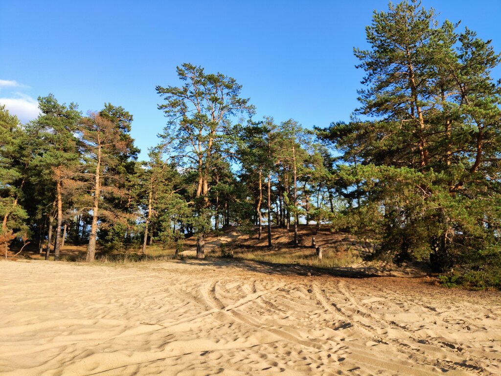 Doğa koruma alanı Fefelov Pine Forest, Riazanskaya oblastı, foto