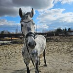 Добрая лошадь (Kamyshenskaya ulitsa No:11, derevnya Boyarka), at ve binicilik kulüpleri  Sverdlovskaya oblastından