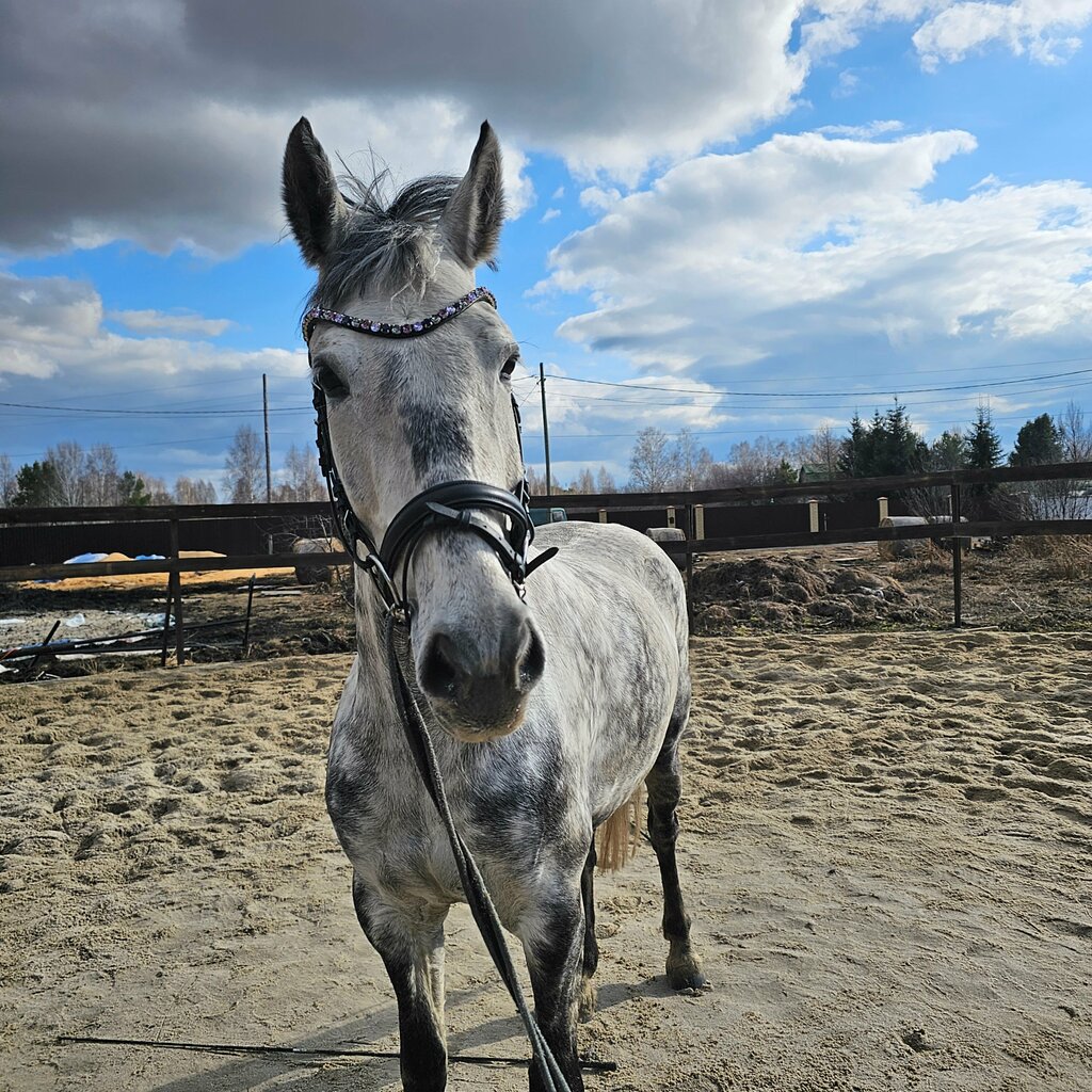 At ve binicilik kulüpleri Добрая лошадь, Sverdlovskaya oblastı, foto