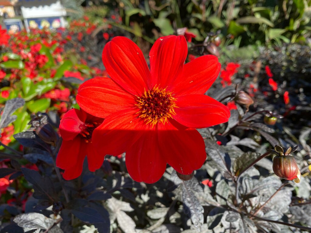 Kültür ve eğlence parkları Vermane garden, Riga, foto