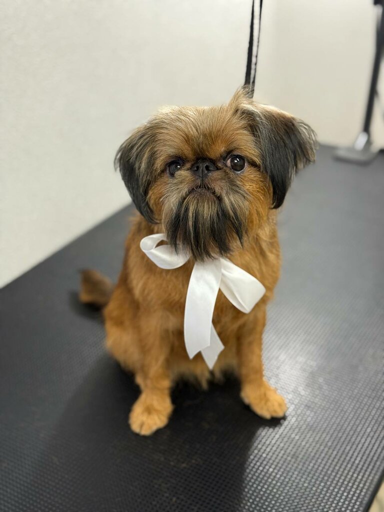 Evcil hayvan kuaförleri ЛапочкаХвостик, Saint‑Petersburg, foto