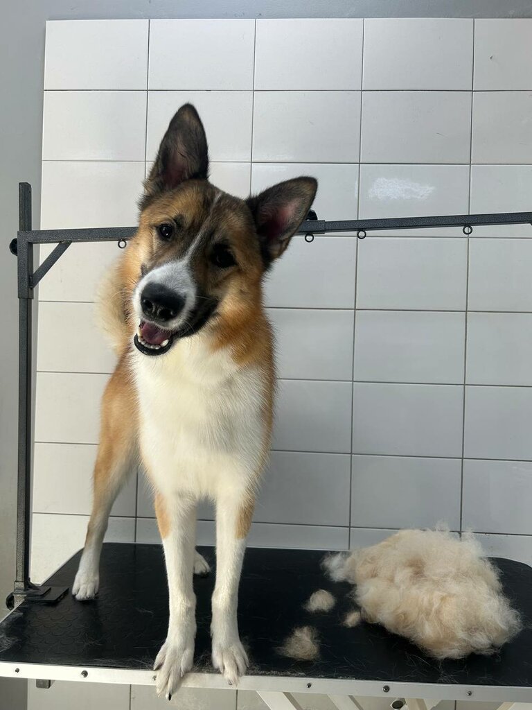 Hayvanat bahçesi merkezi Dog Room, Omsk, foto