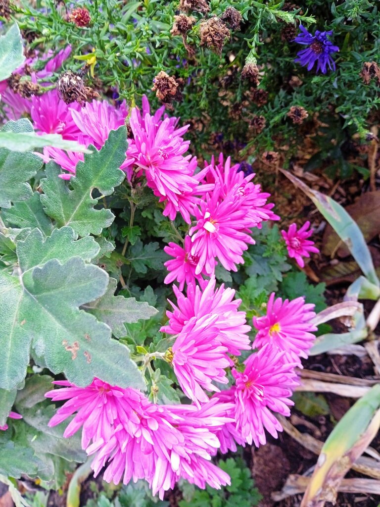 Belediyeler, devlet daireleri Администрация Ики-Бурульского сельского поселения, Kalmukya, foto