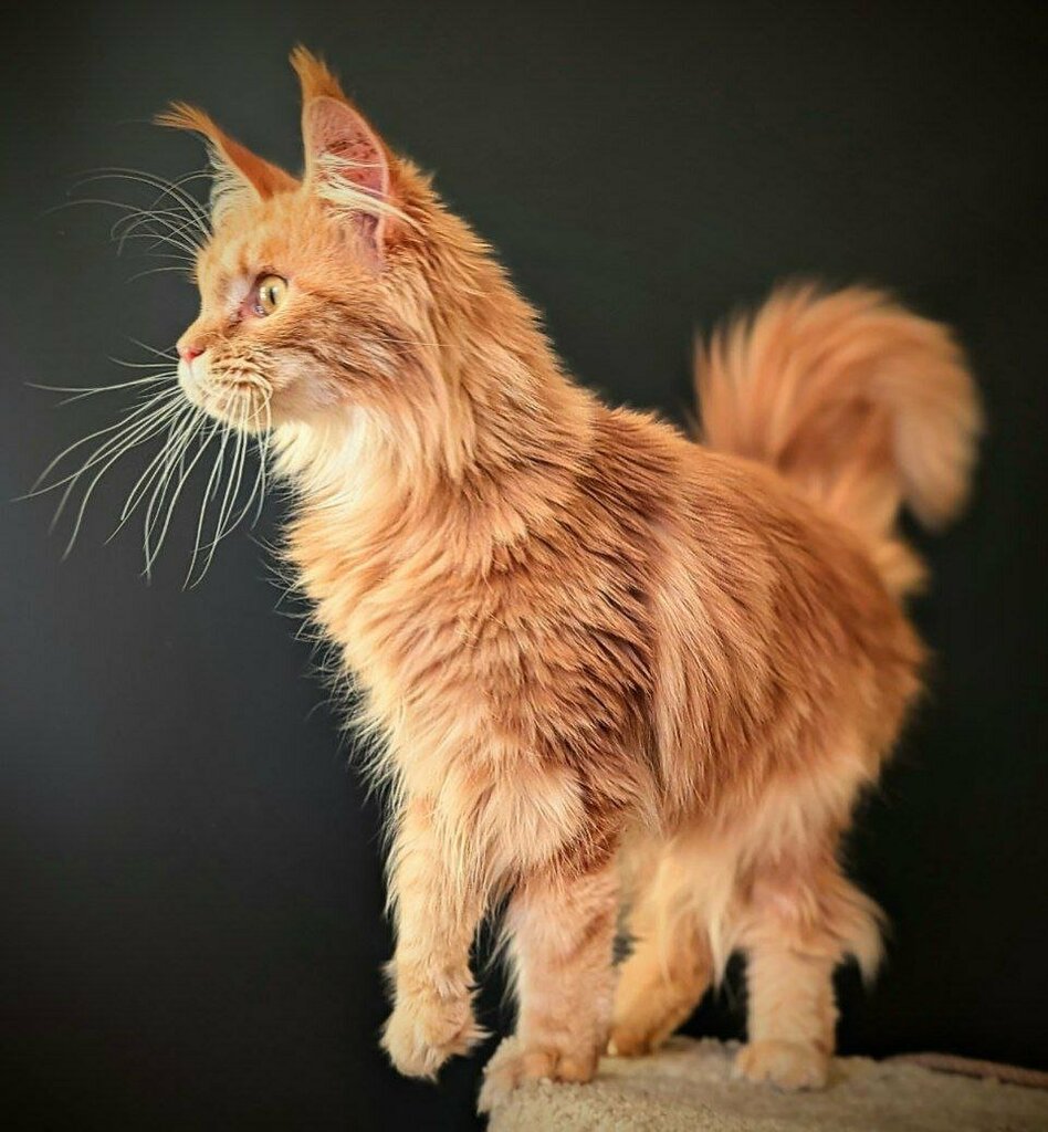 Evcil hayvan yetiştiricileri Афина питомник мейн кунов, Kazan, foto