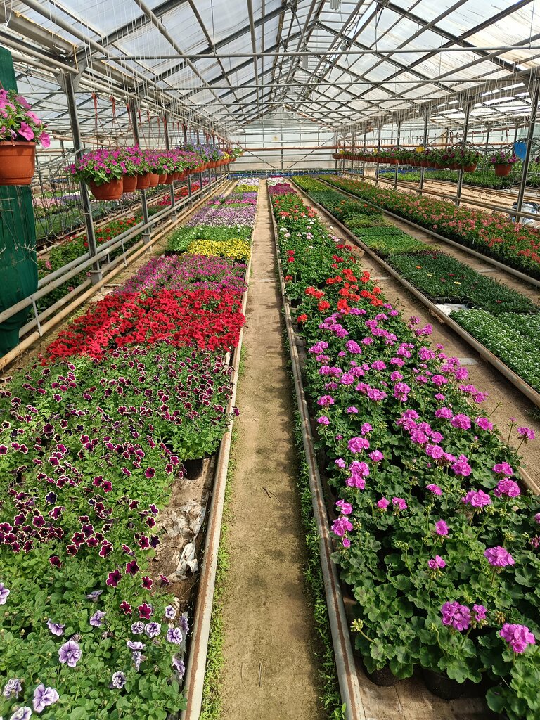 Fidan yetiştiriciliği Агрокомплекс Алеканово, Riazanskaya oblastı, foto