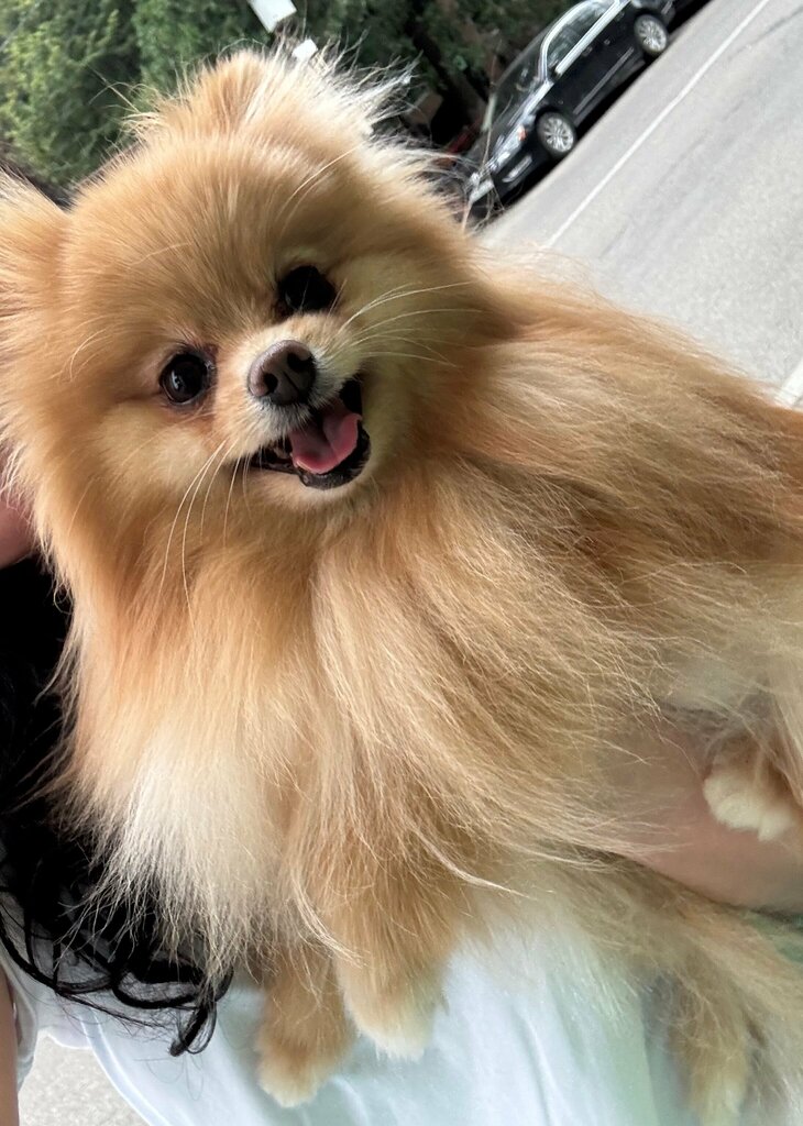 Petshop Enzo • ენცო, Tiflis, foto