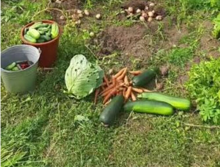 Kültür ve eğlence parkları Ботанический сад США, Washington, foto