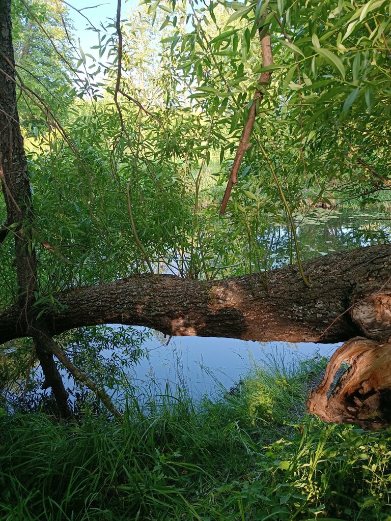 Plaj Пляж, Kurskaya oblastı, foto