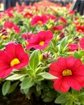 Florium Süs Bitkileri (Yalova, Altınova, Çavuşçiftliği Köyü, Devletyolu Üstü Mah.), fidan yetiştiriciliği  Altınova'dan