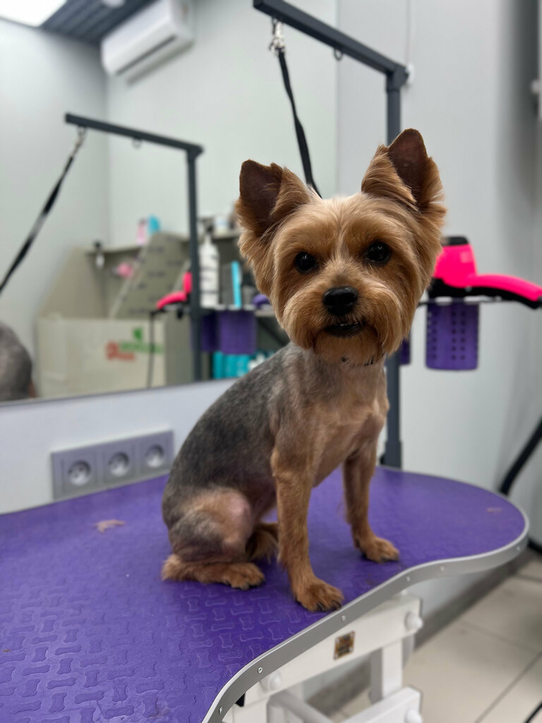 Evcil hayvan kuaförleri Грум, Dmitrovgrad, foto