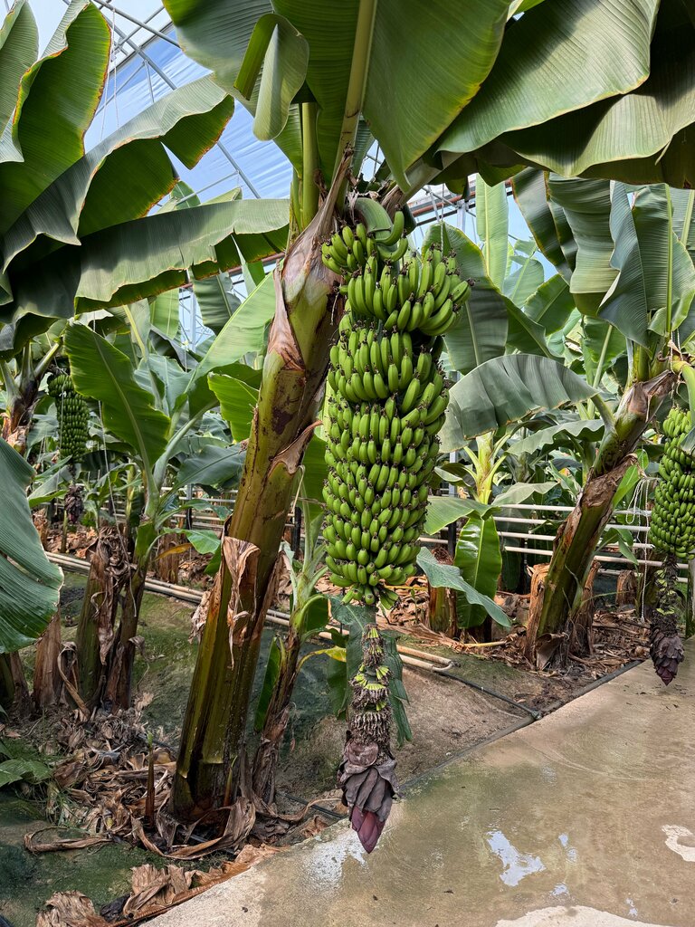 Sera ve bahçe ürünleri Banana Plantation, Türkistan eyaleti, foto