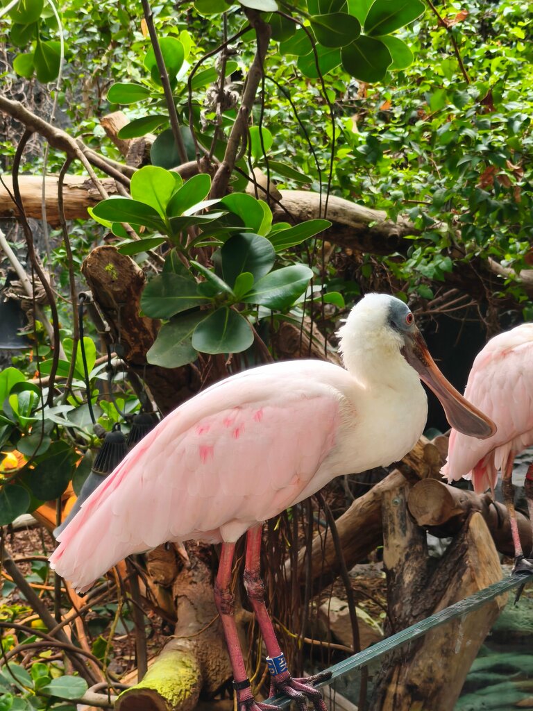 Hayvanat bahçeleri Paris Zoological Park, Paris, foto