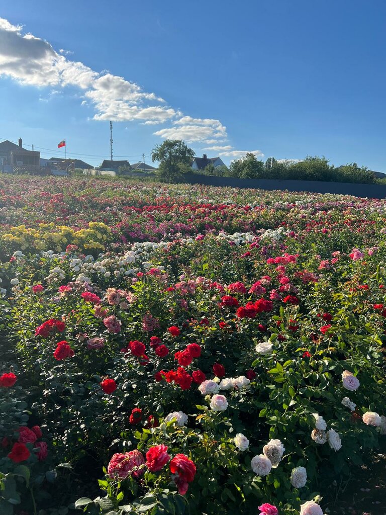 Sera ve bahçe ürünleri Rozarus36, Voronejskaya oblastı, foto