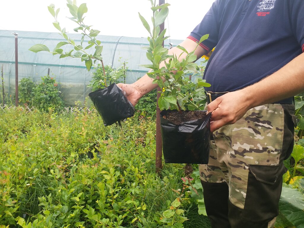Fidan yetiştiriciliği Psp belgolubika.by, Brestskaya oblastı, foto