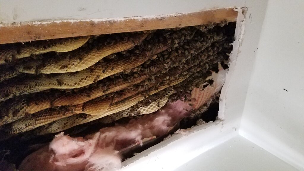 Bal ve arıcılık firmaları Houston Bee Removal, Spring, foto