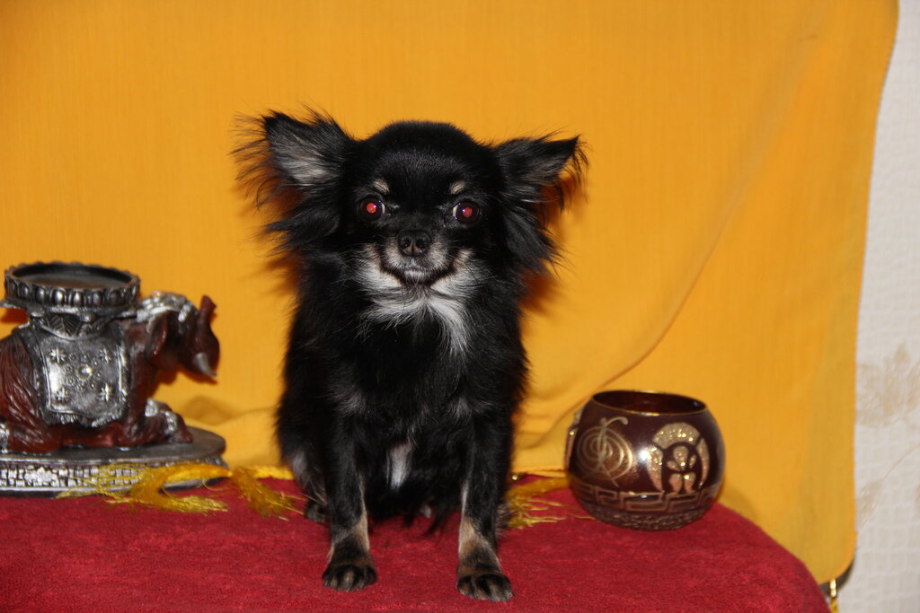 Evcil hayvan yetiştiricileri Chihohit Favorite, Minskaya oblastı, foto