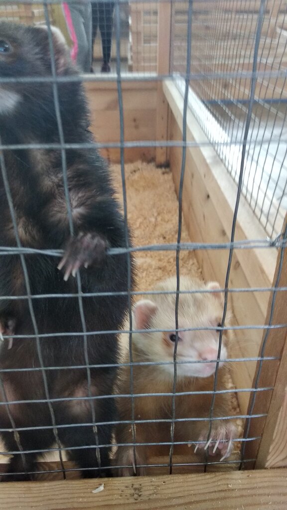 Hayvanat bahçeleri Hamster, Makhachkala, foto