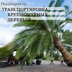 Floraimport.ru (9th Vasilyevskogo Ostrova Line No:34), toptancılar  Saint‑Petersburg'dan