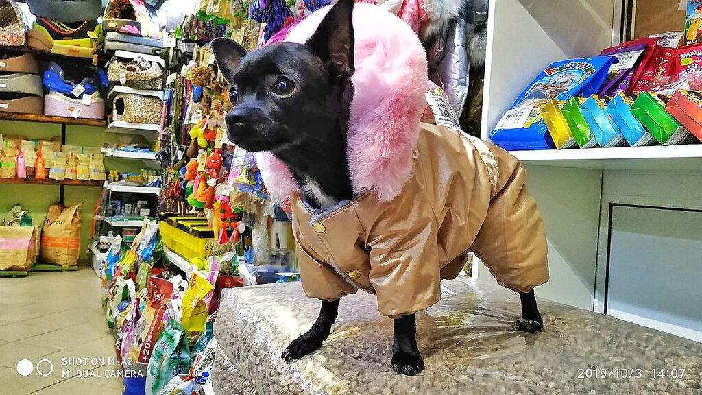 Petshop Рыжий Кот 31, Belgorod, foto