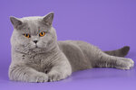 Cattery Noble Birth (Suharawskaja Street No:14), evcil hayvan yetiştiricileri  Minsk'ten