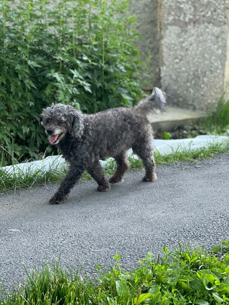 Veteriner klinikleri Alapaevskaya wind farm, Alapayevsk, foto