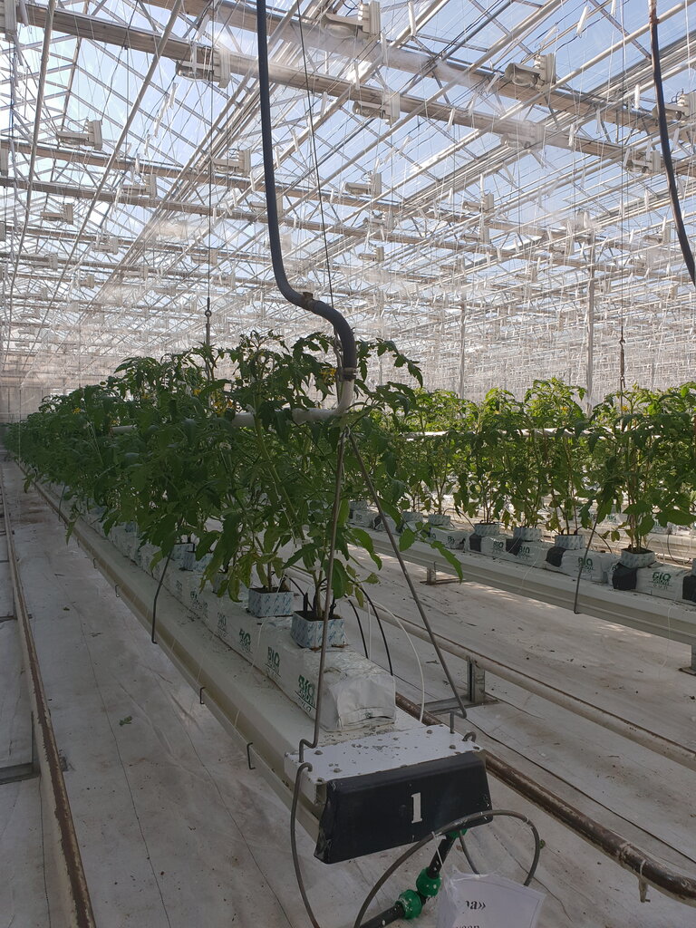 Seracılık Greenhouse Technologies of Kazakhstan, Akmola eyaleti, foto