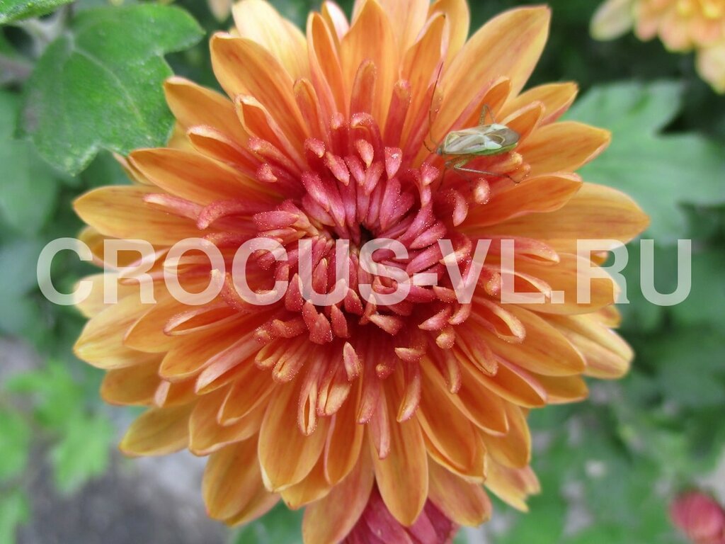 Fidan yetiştiriciliği Crocus Velikie Luki, Velikie Luky, foto
