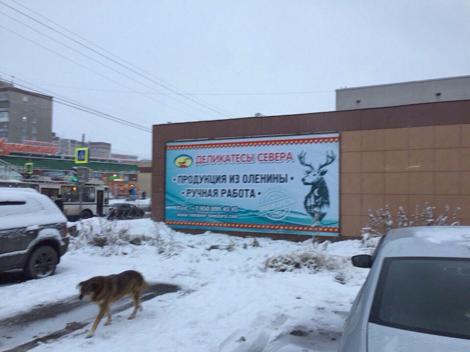 Kasap, şarküteri Reindeer, Murmansk, foto