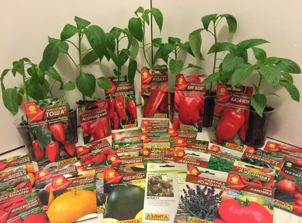 Tohum satan yerler Ailita, Moskova, foto