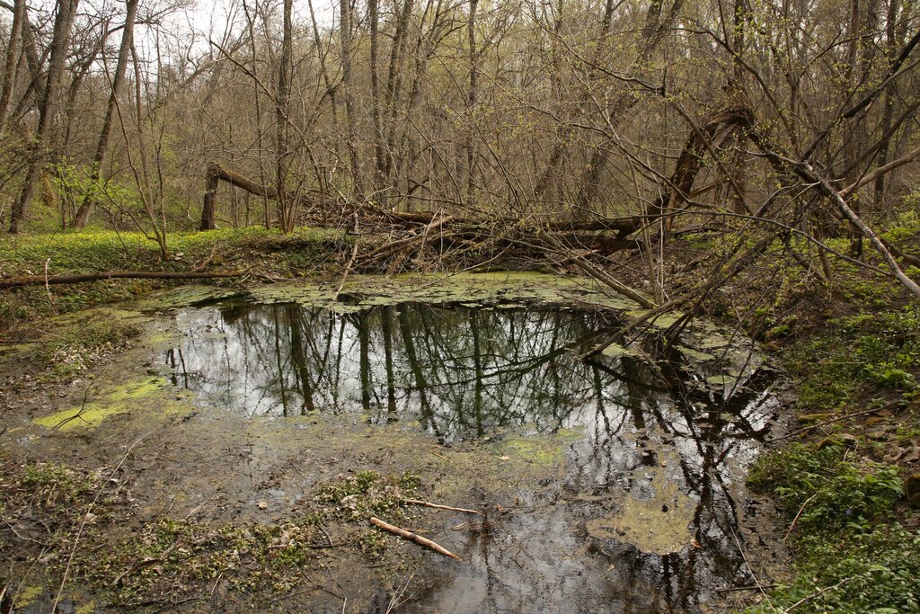 Doğa Зубриловский водоем, Penzenskaya oblastı, foto
